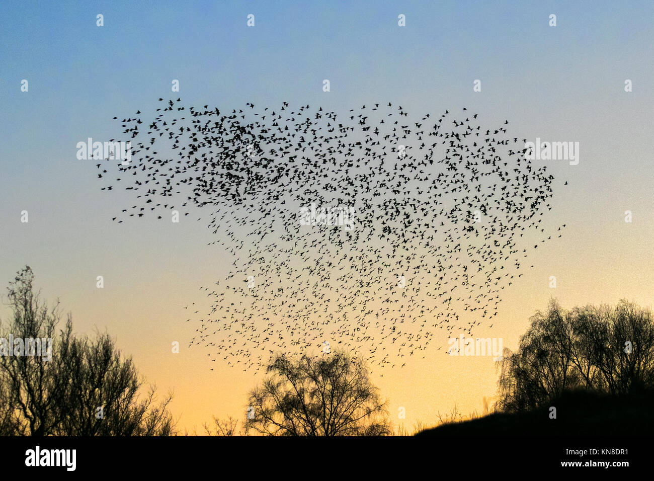 flock fly animal starling flight swarm bird dusk murmuration blackpool ...