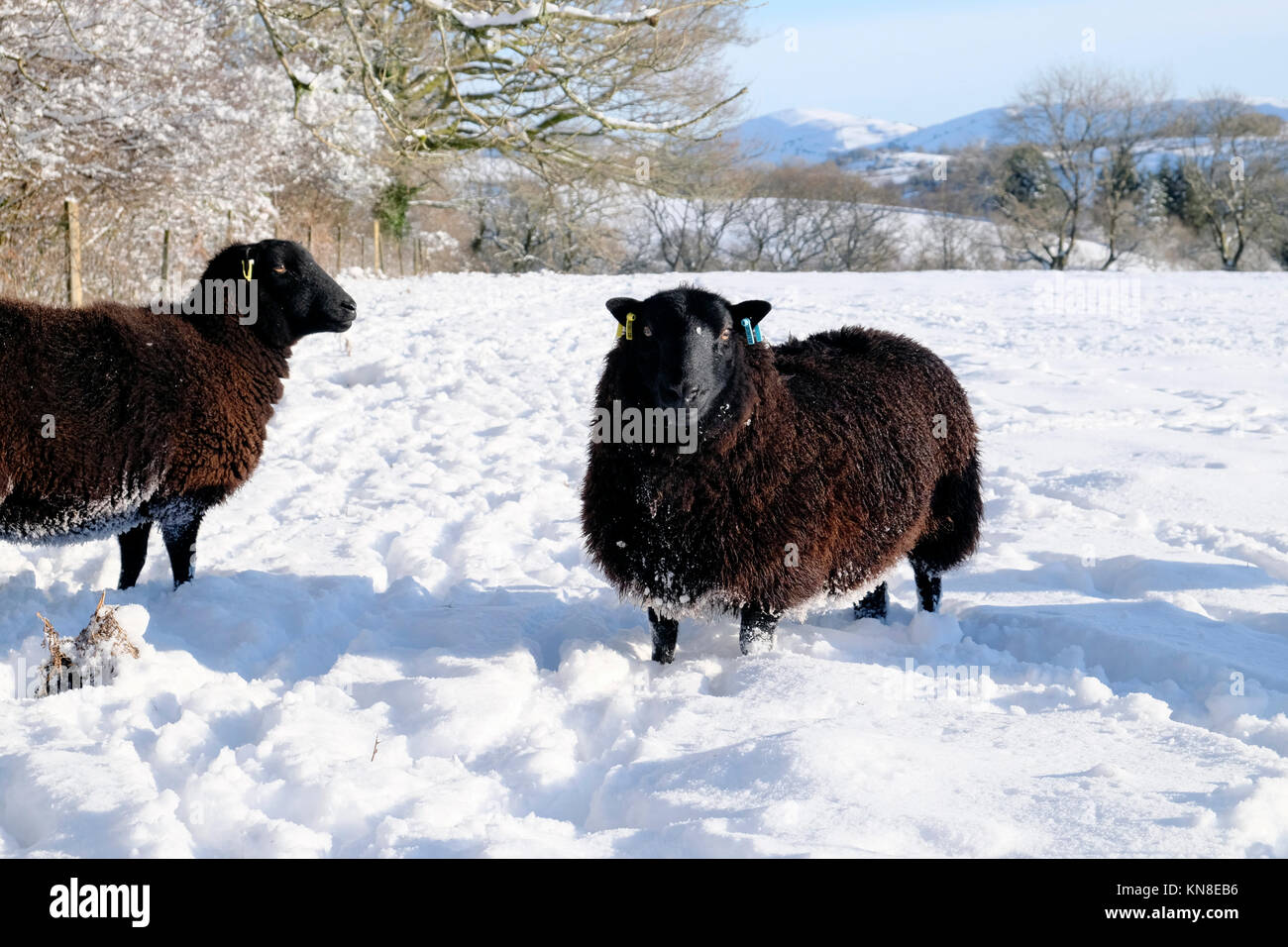 December sheep hi-res stock photography and images - Alamy