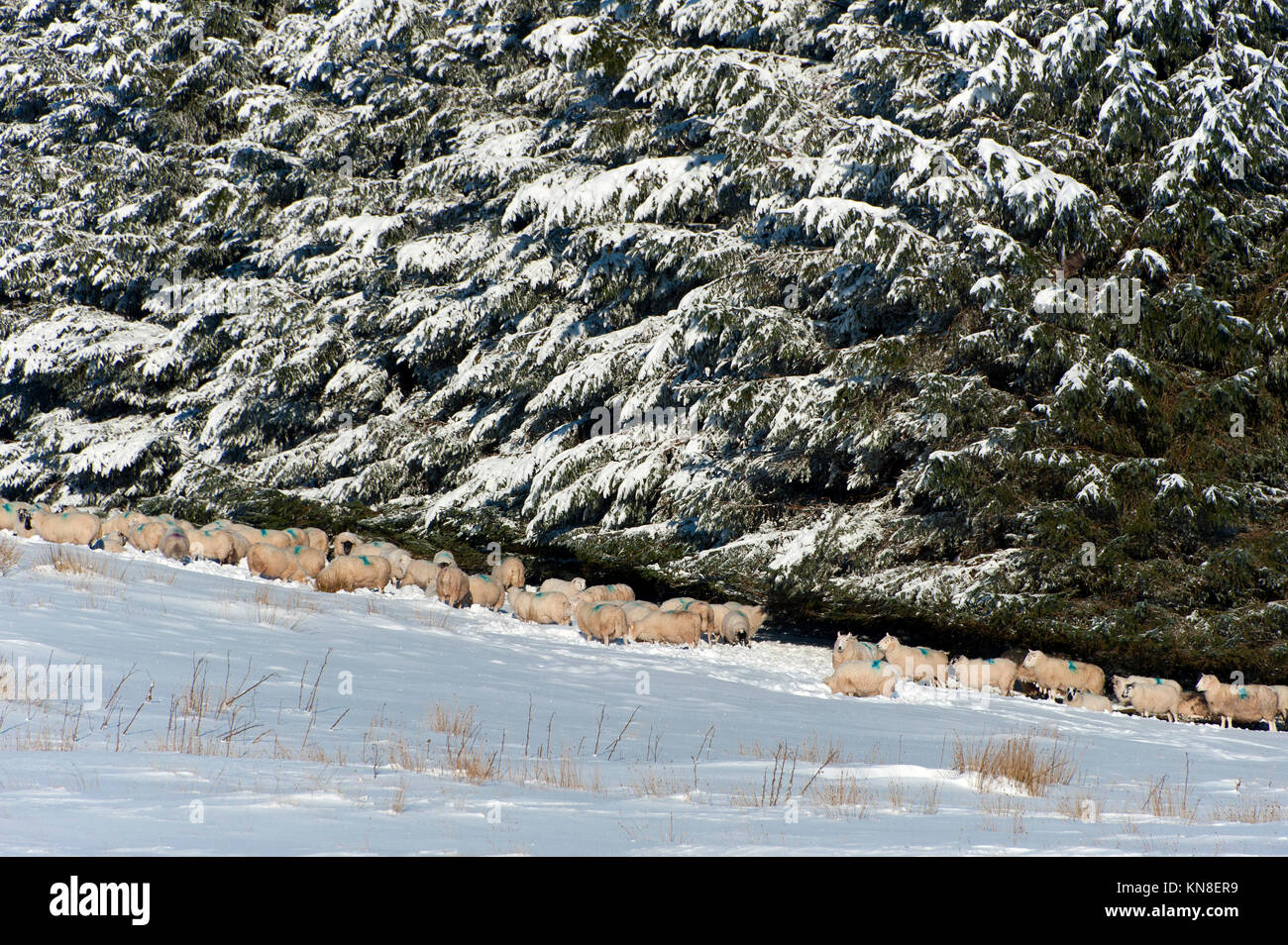 Builth Wells, Powys, Wales, UK. 11th December 2017. Sheep shelter under ...