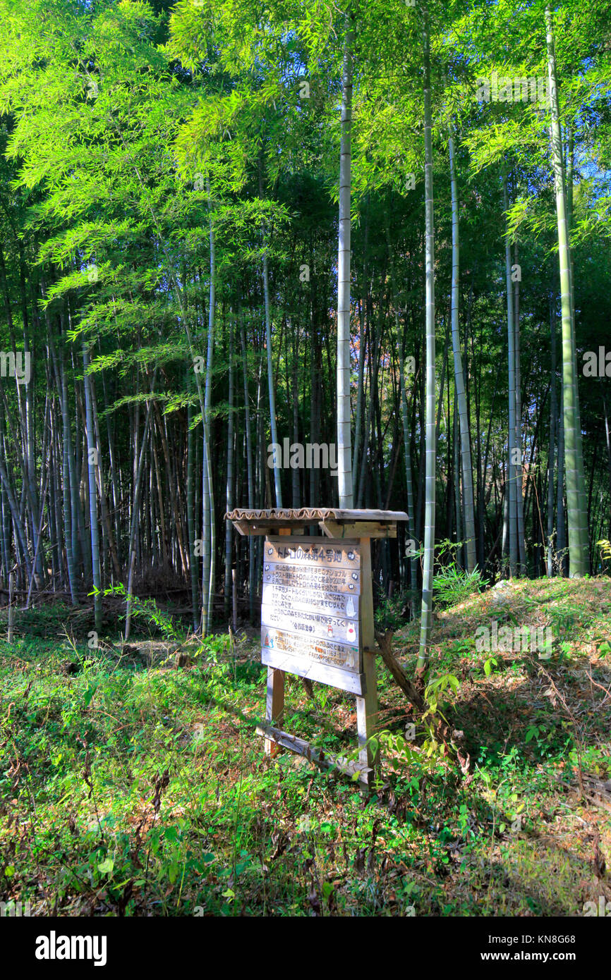 Totoro Forest No.4 in Sayama Hills in Tokorozawa city Saitama Japan ...