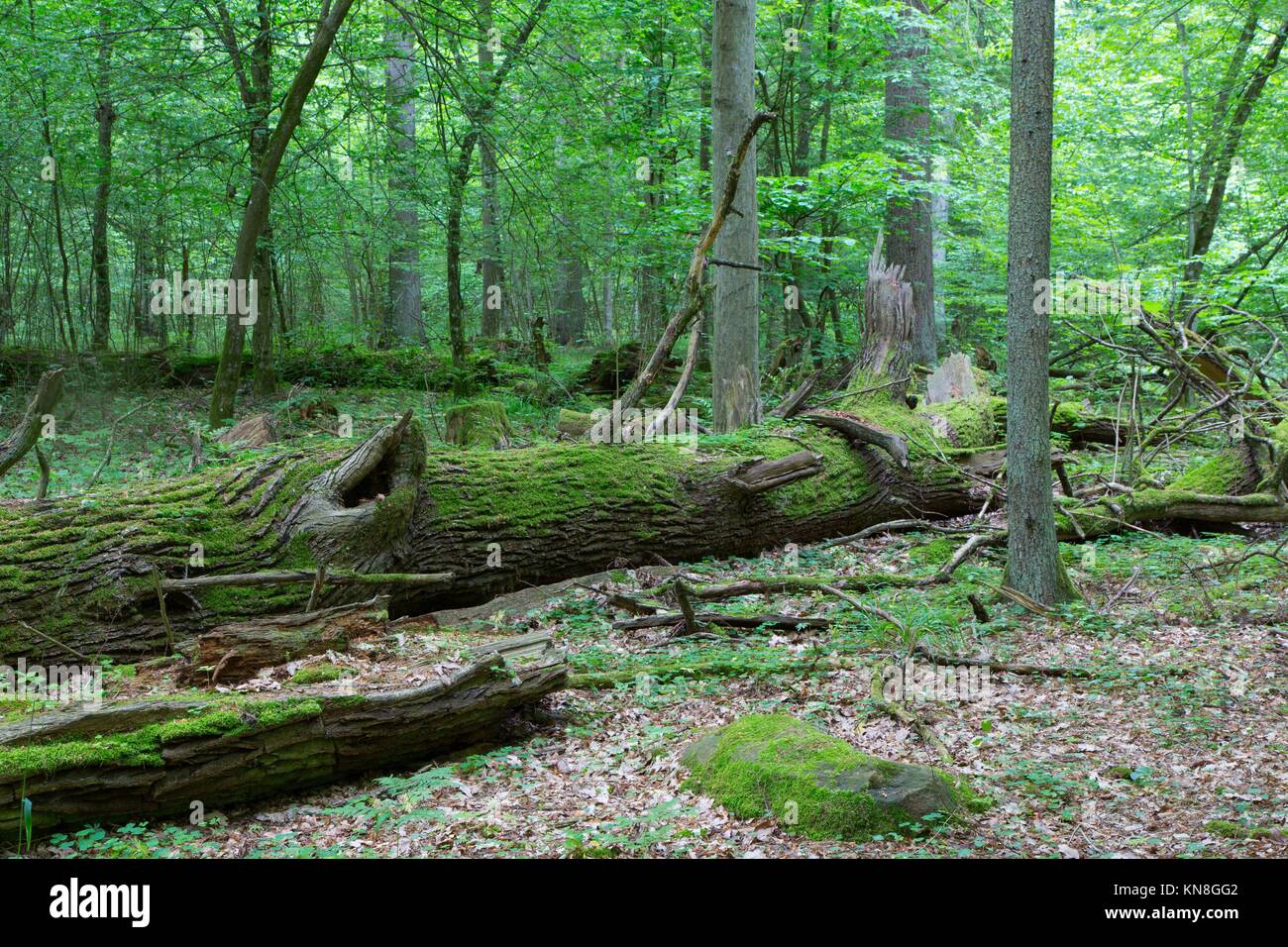 Dead ash tree woodland hi-res stock photography and images - Alamy