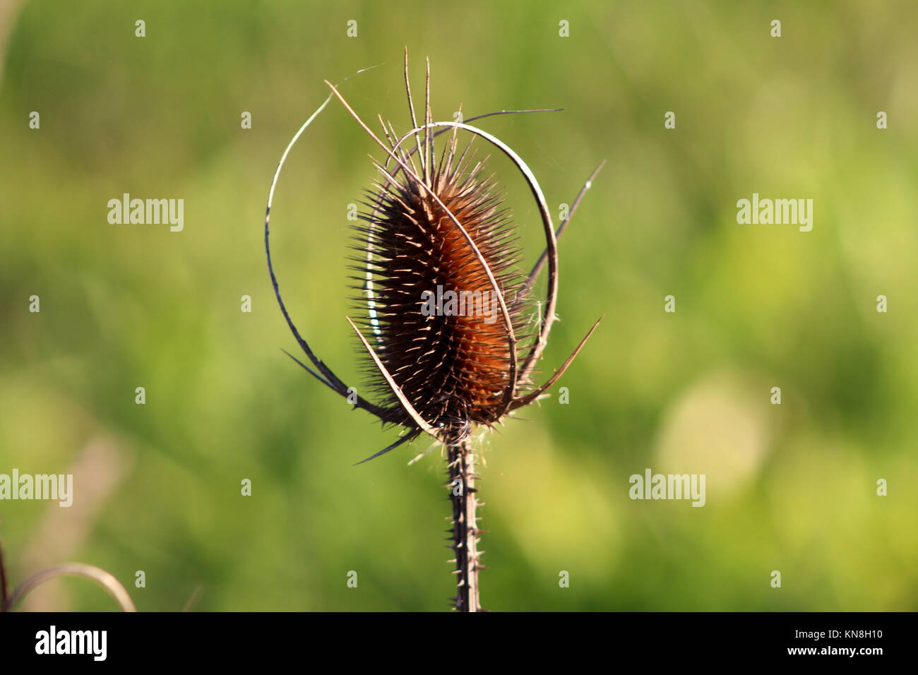 Closeup of single dried brown bur on green leaves background on warm ...