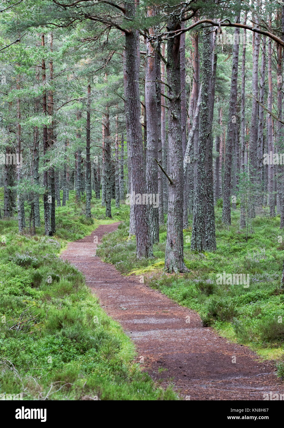 Woodland path in the Highlands Stock Photo - Alamy