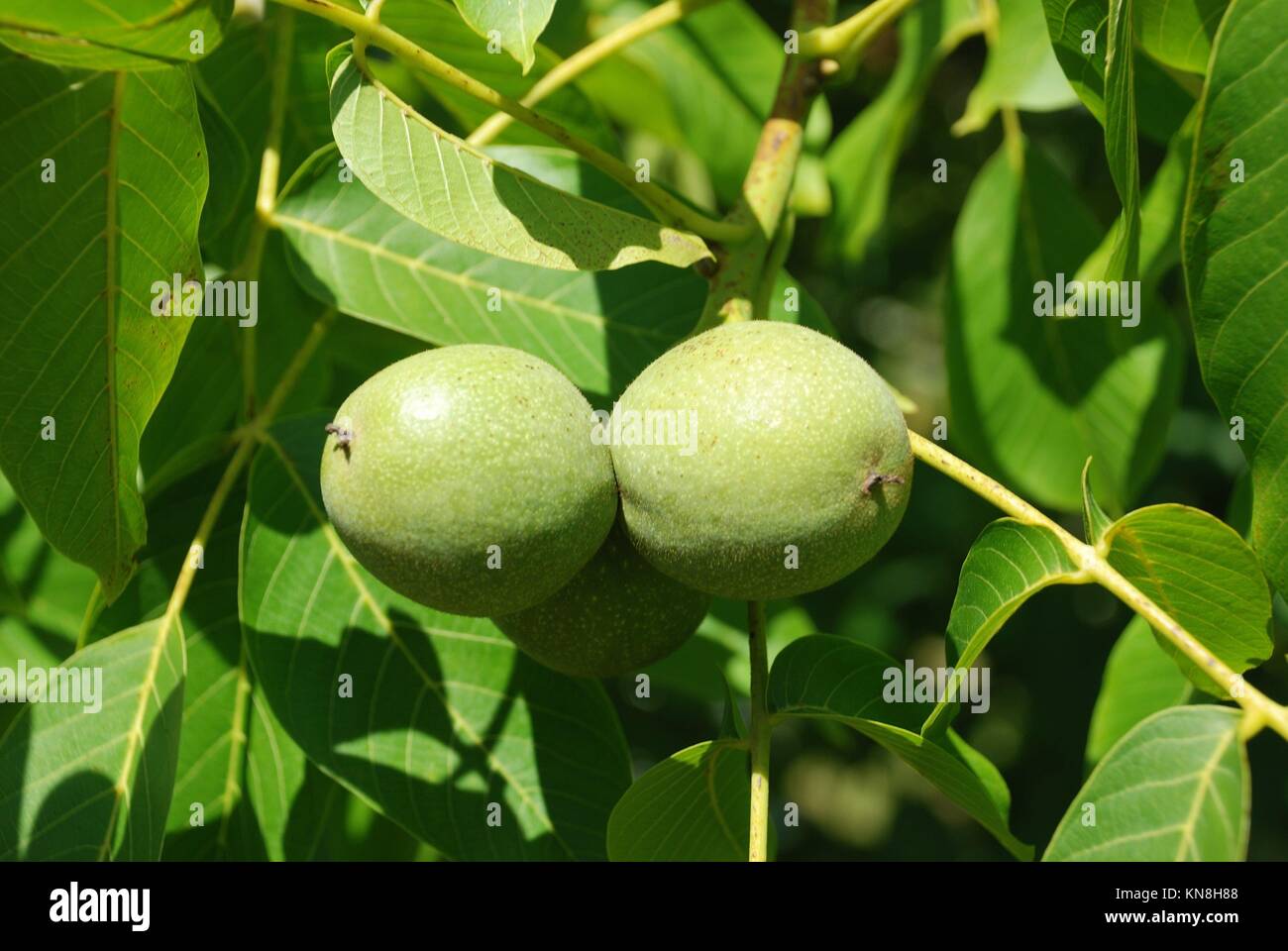 France walnut tree hi-res stock photography and images - Alamy