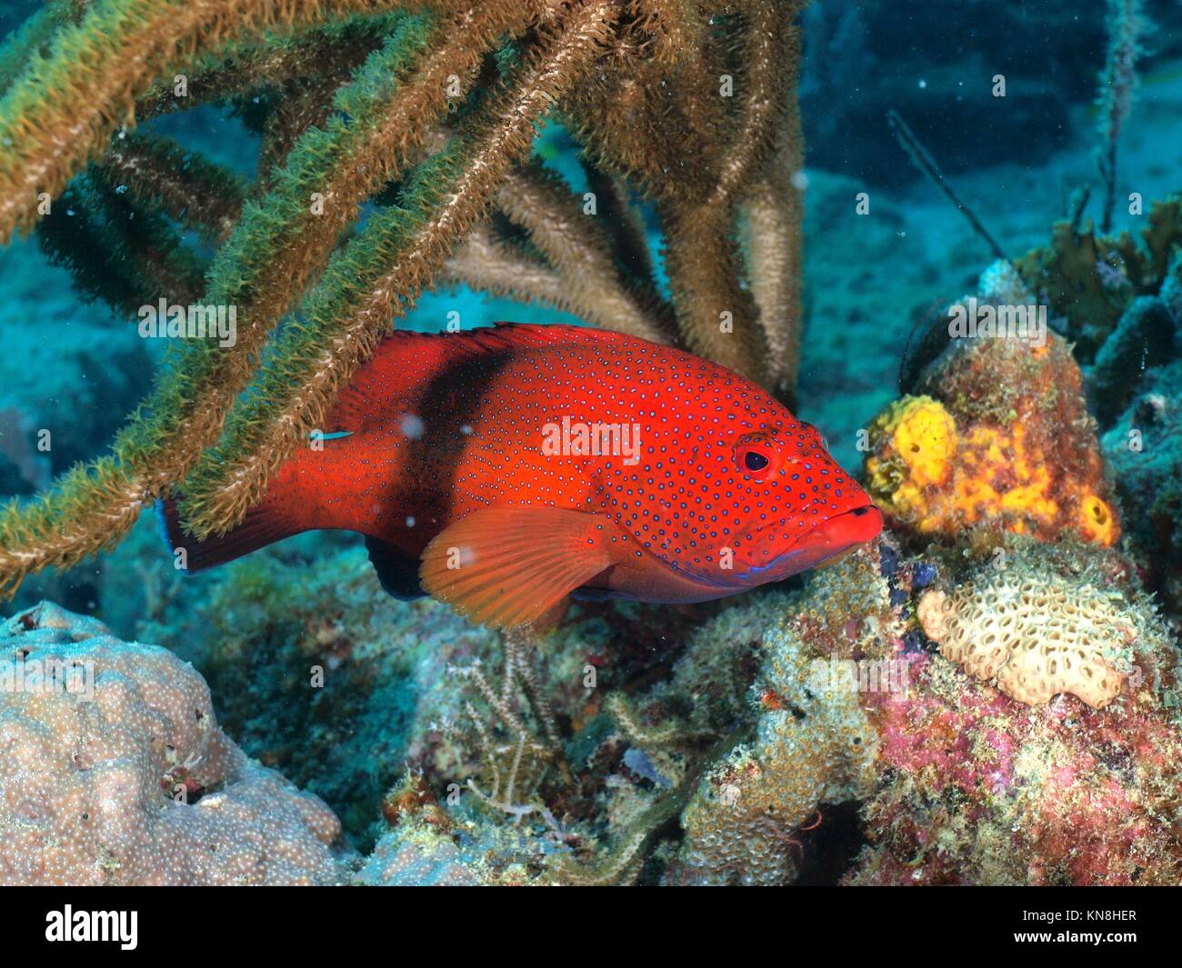 Venezuela los roques fish hi-res stock photography and images - Alamy