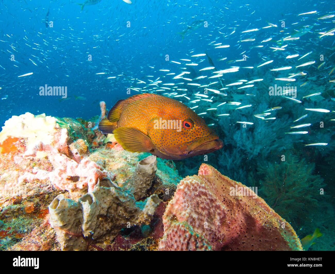 Venezuela los roques fish hi-res stock photography and images - Alamy