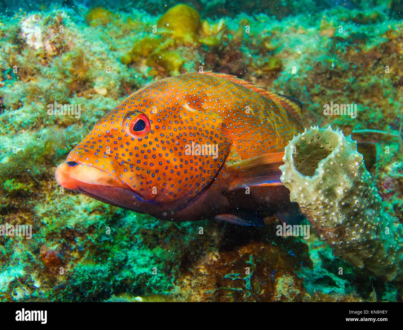 Venezuela los roques fish hi-res stock photography and images - Alamy