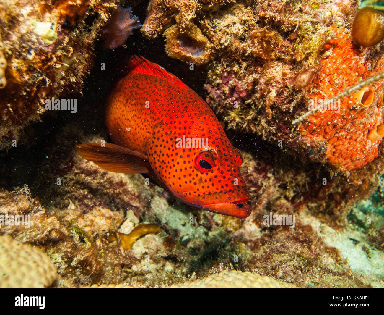 Red fish in cave hi-res stock photography and images - Alamy