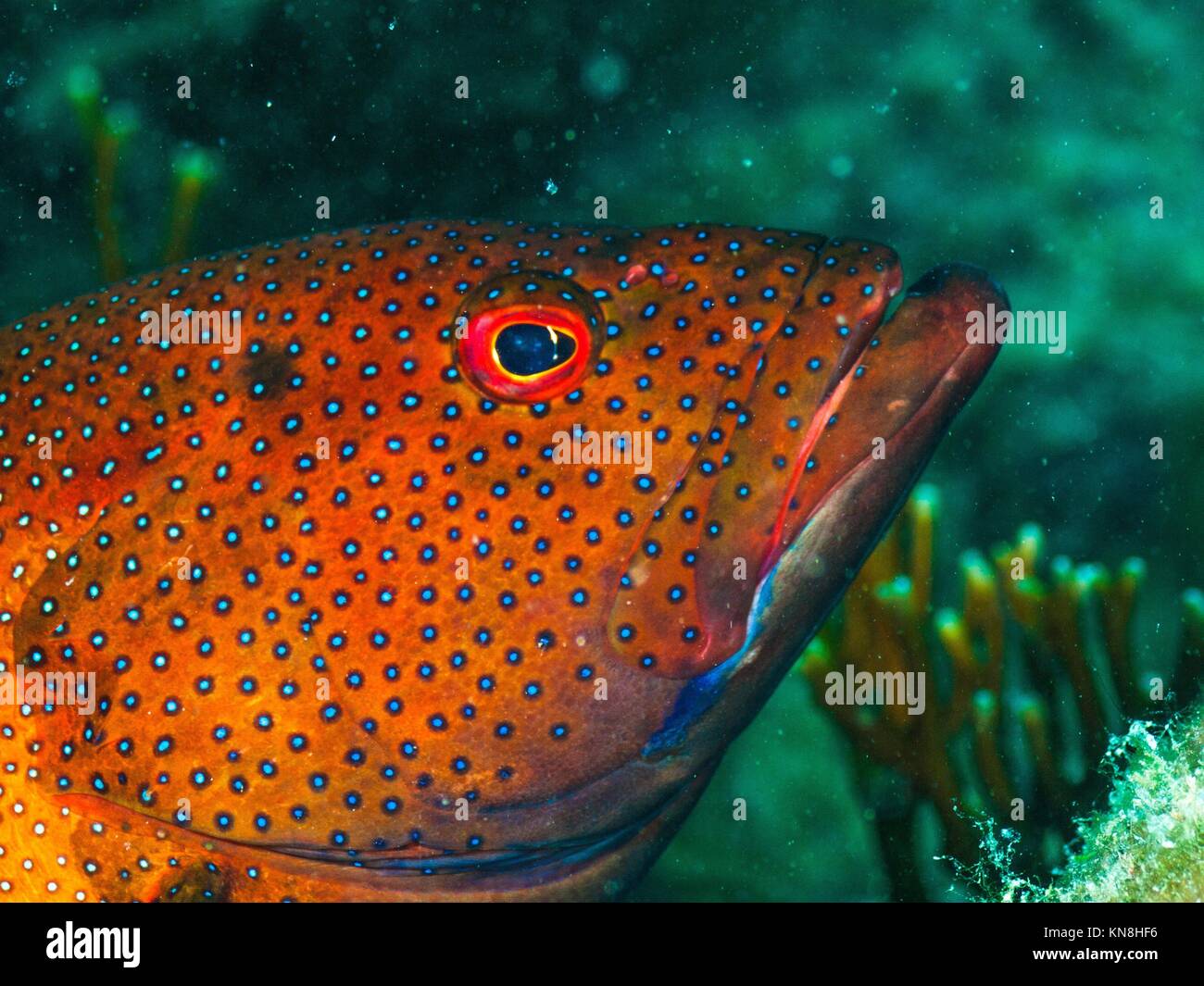 Blue spot grouper hi-res stock photography and images - Alamy