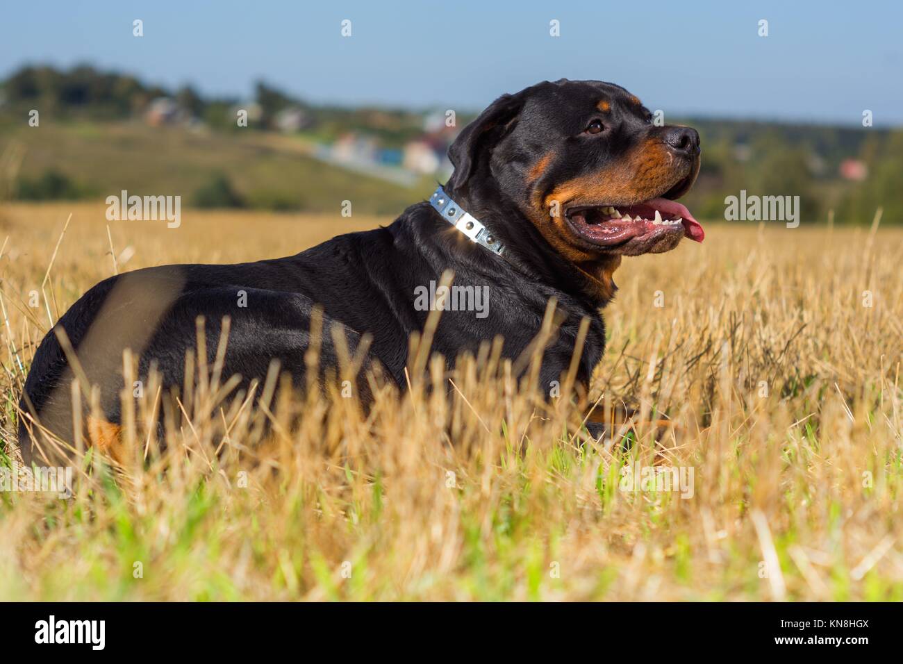 Rottweiler Angry Wallpaper
