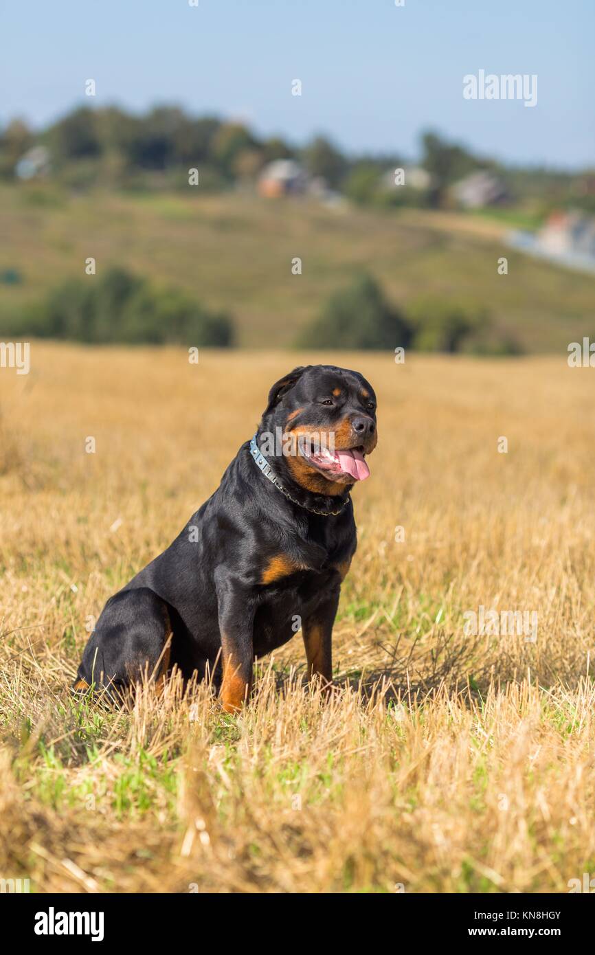 Rottweiler field hi-res stock photography and images - Alamy
