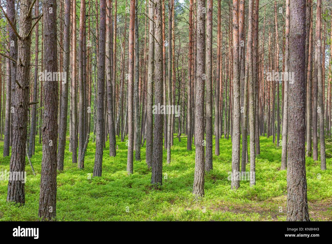 Green summer tree hi-res stock photography and images - Alamy