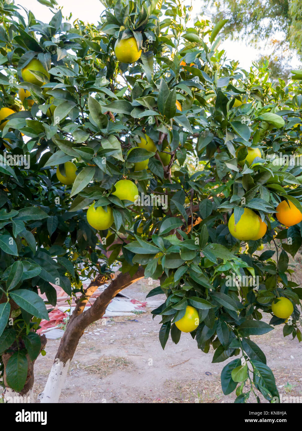 Greek oranges growing on a tree Stock Photo - Alamy