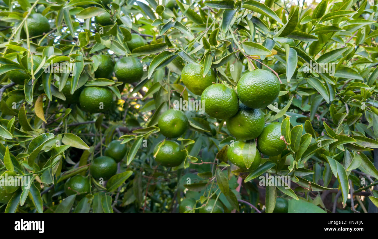 Green oranges on a bush Stock Photo - Alamy