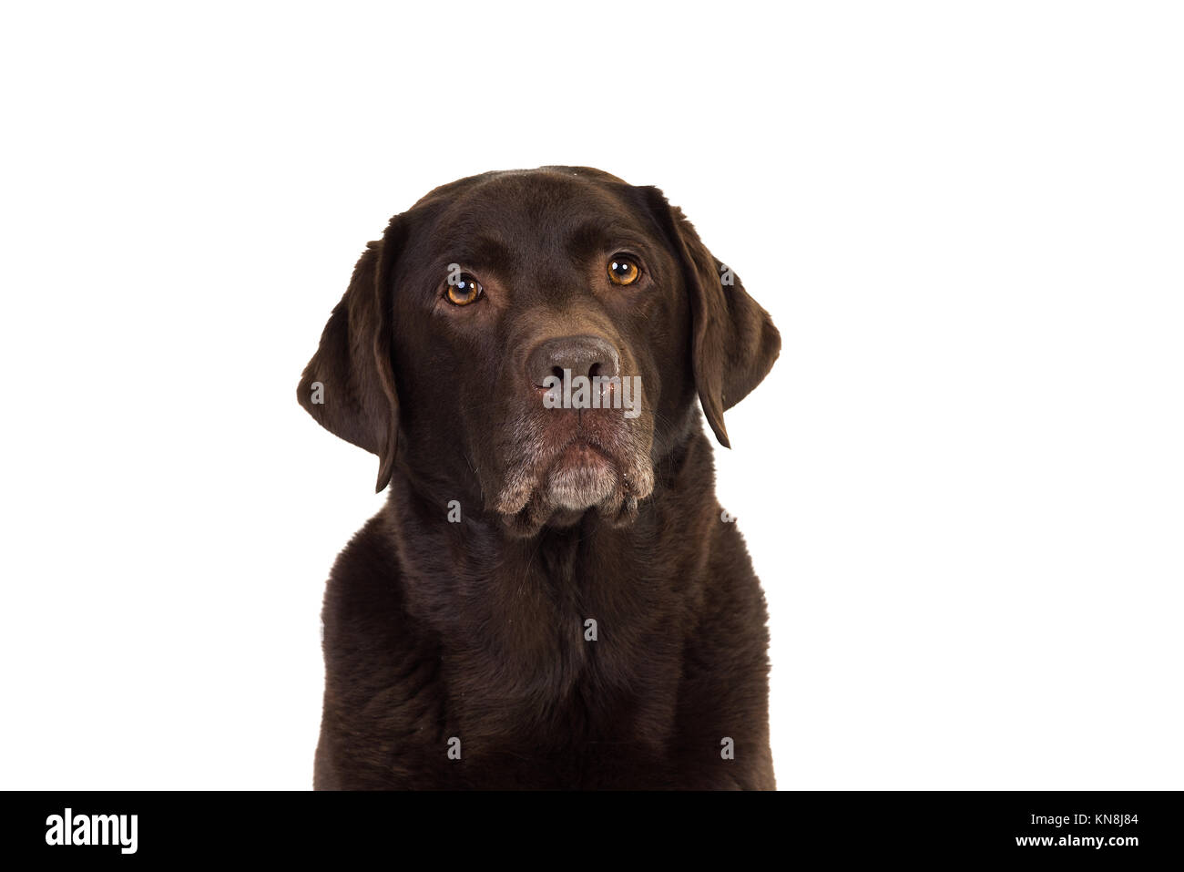Chocolate brown male senior labrador isolated in white Stock Photo - Alamy