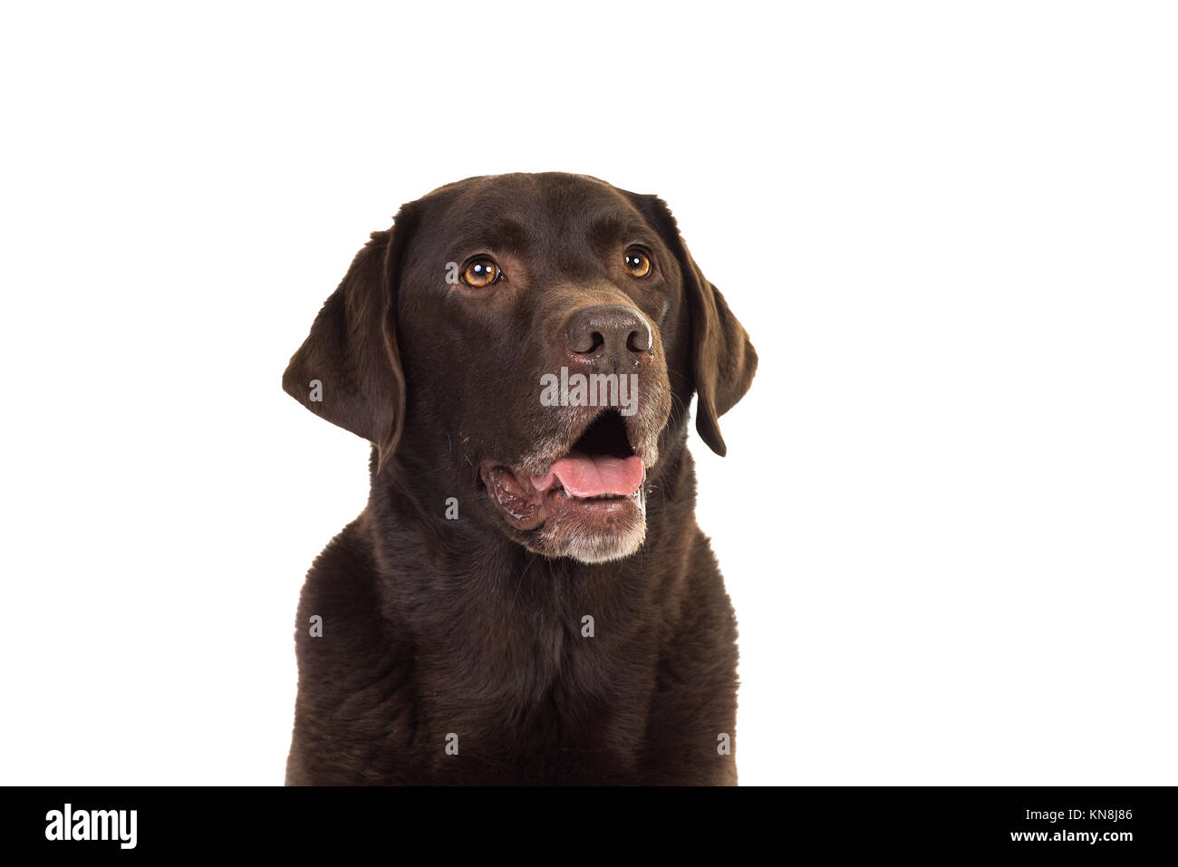 Male chocolate labrador hi-res stock photography and images - Alamy
