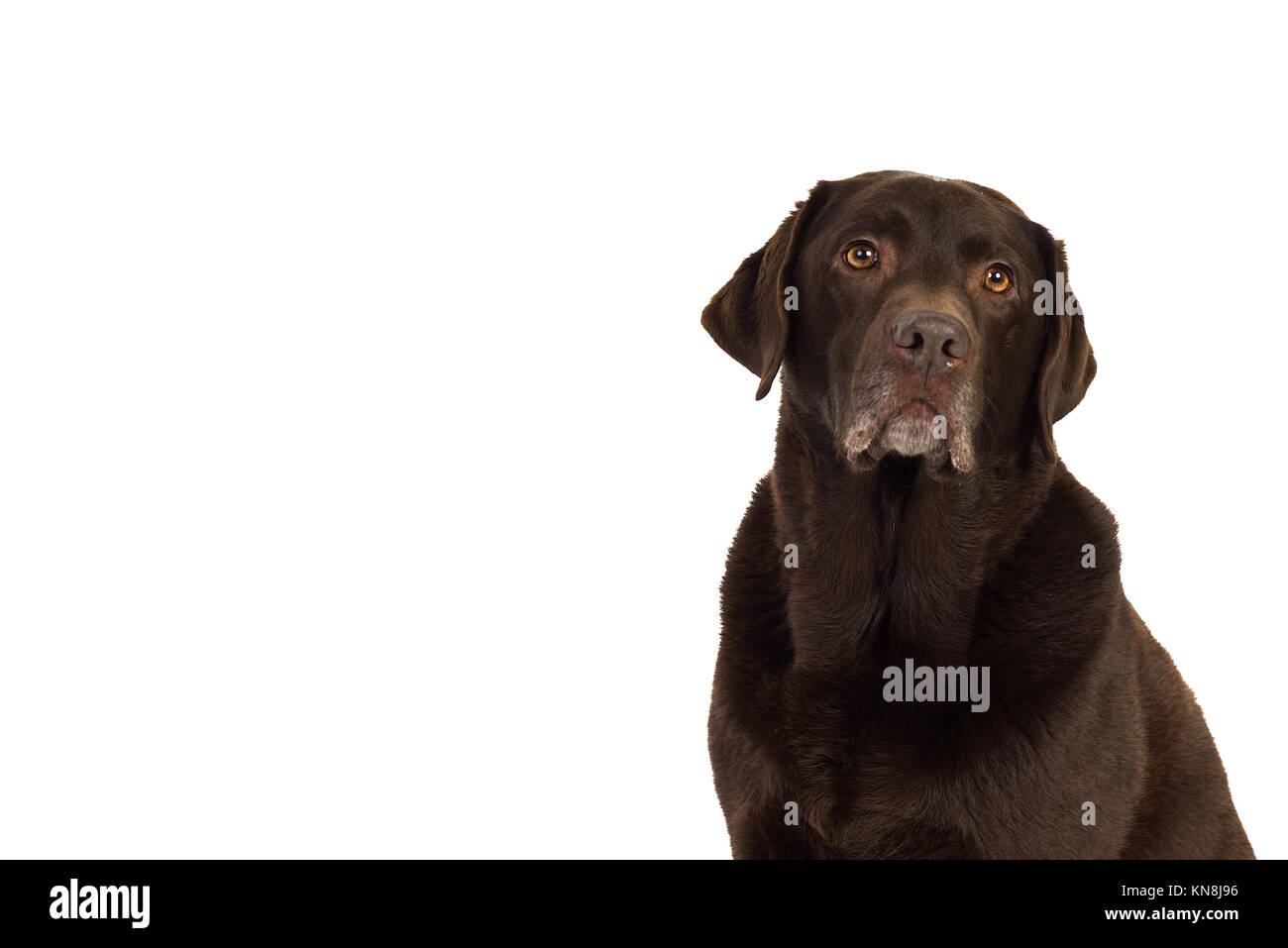 Chocolate brown male senior labrador isolated in white Stock Photo - Alamy