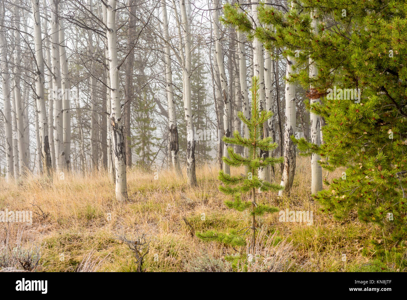 Idaho wilderness aspen grove in hi-res stock photography and images - Alamy