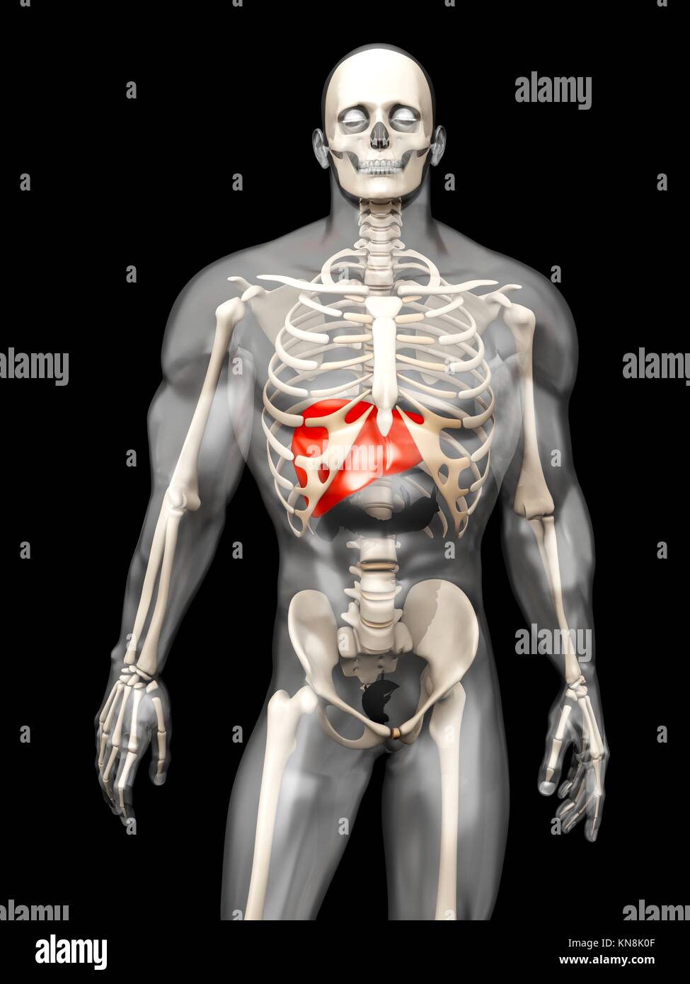 Male Liver Anatomy High Resolution Stock Photography and Images - Alamy
