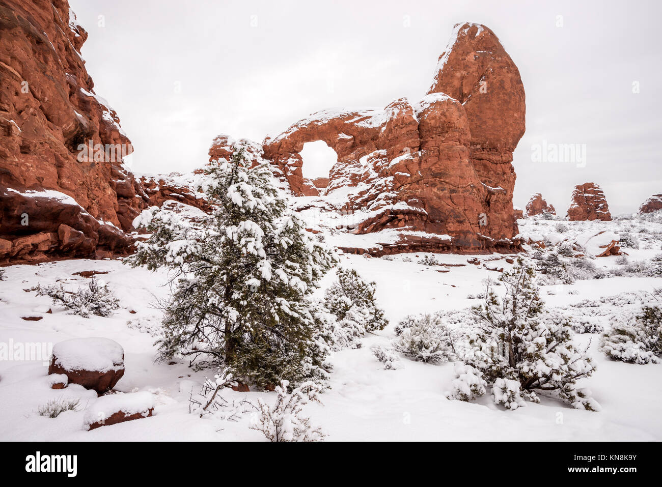 Pine tree and rock formation in Utah Stock Photo - Alamy