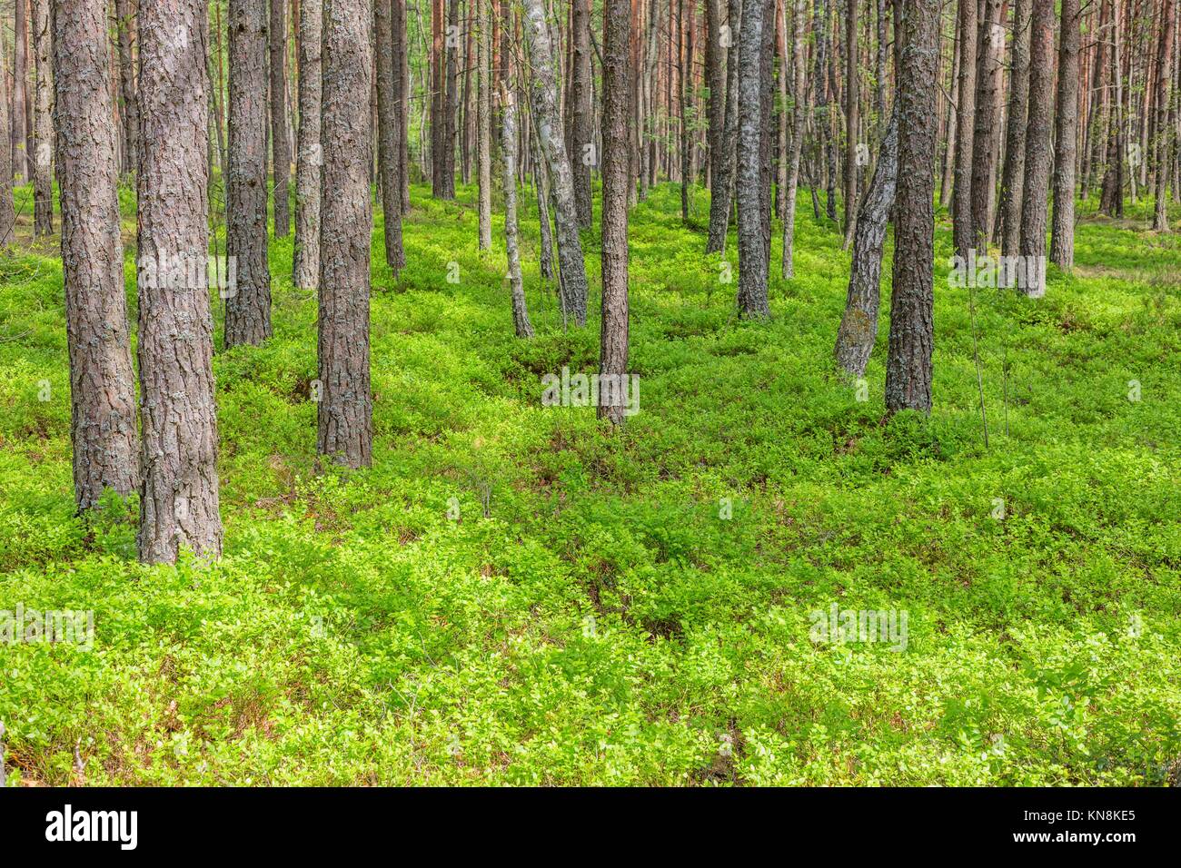 Green pine color landscape hi-res stock photography and images - Alamy