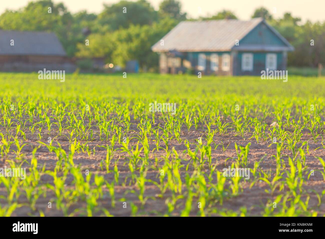 Farm house corn field hi-res stock photography and images - Alamy