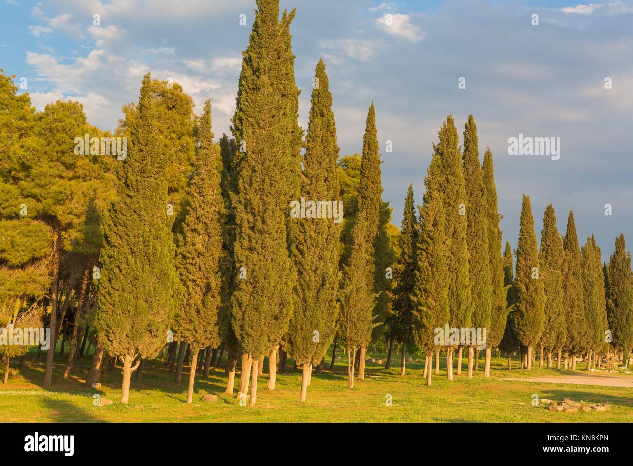 Cypress trees landscape summer sunset evening forest meadow grass ...