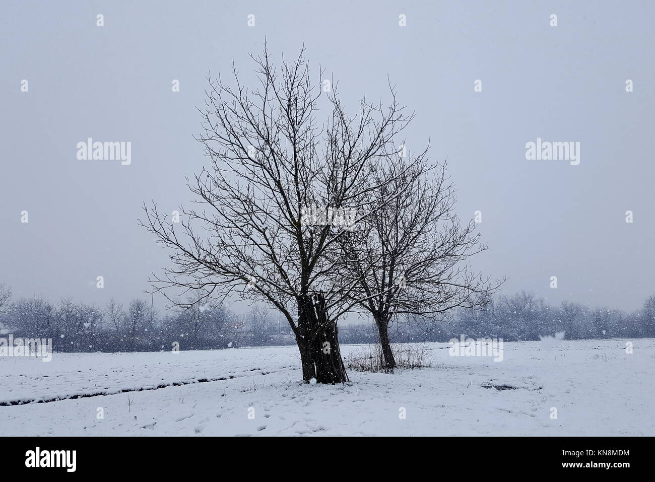 Two large trees without leaves in winter snow with new falling snow ...