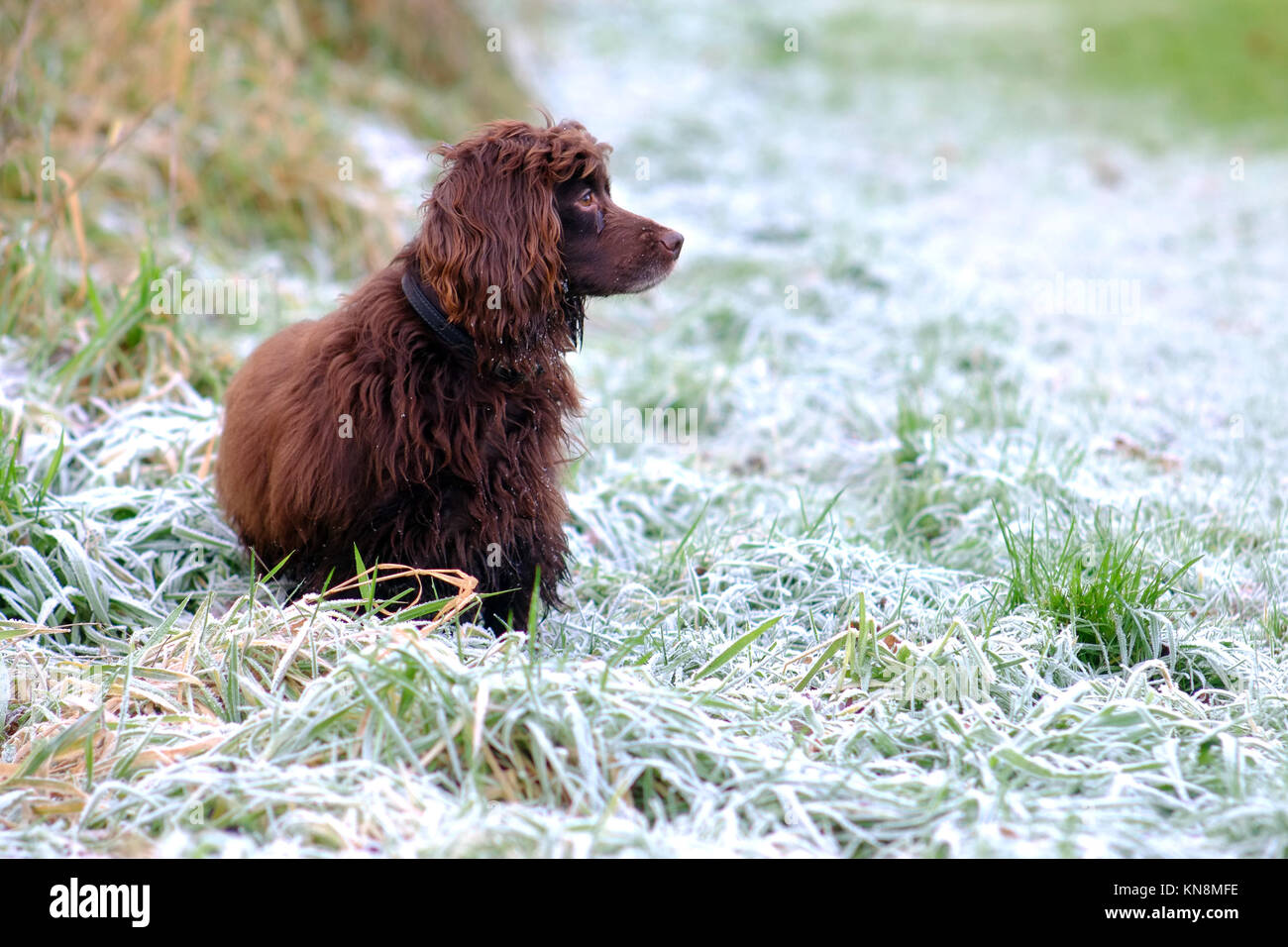 Brown working cocker spaniel in a frosty field Stock Photo - Alamy