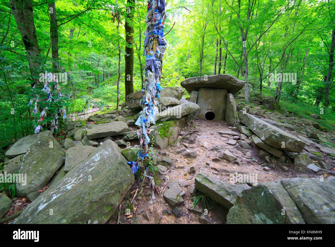 Prehistoric forest hi-res stock photography and images - Alamy