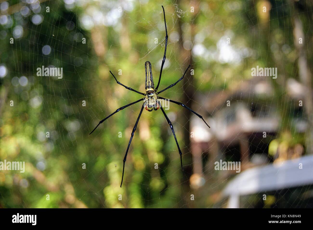 spider walks through its web Stock Photo - Alamy