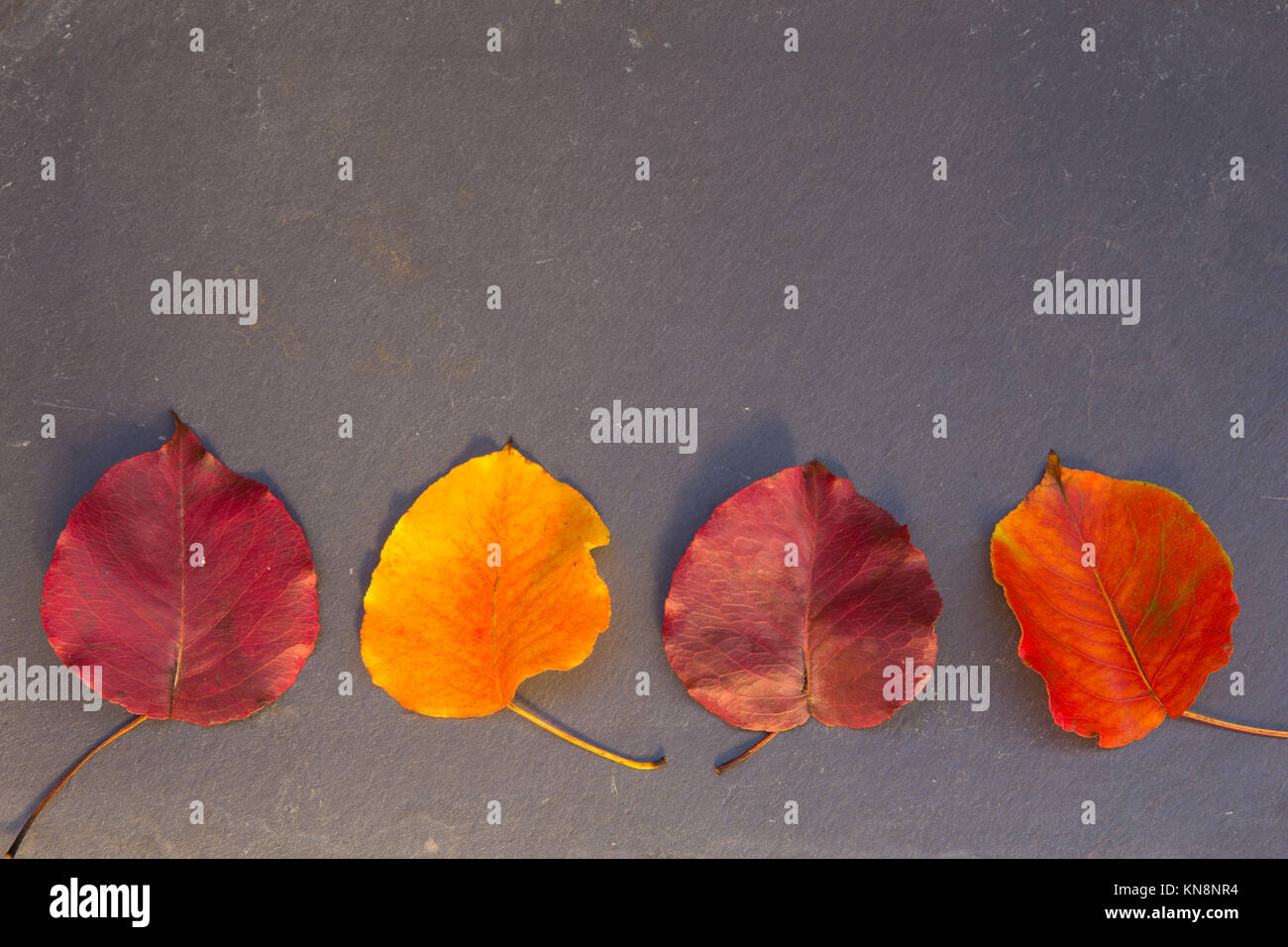 Autumn fall leaves with copy space on a Rustic blank slate noticeboard ...