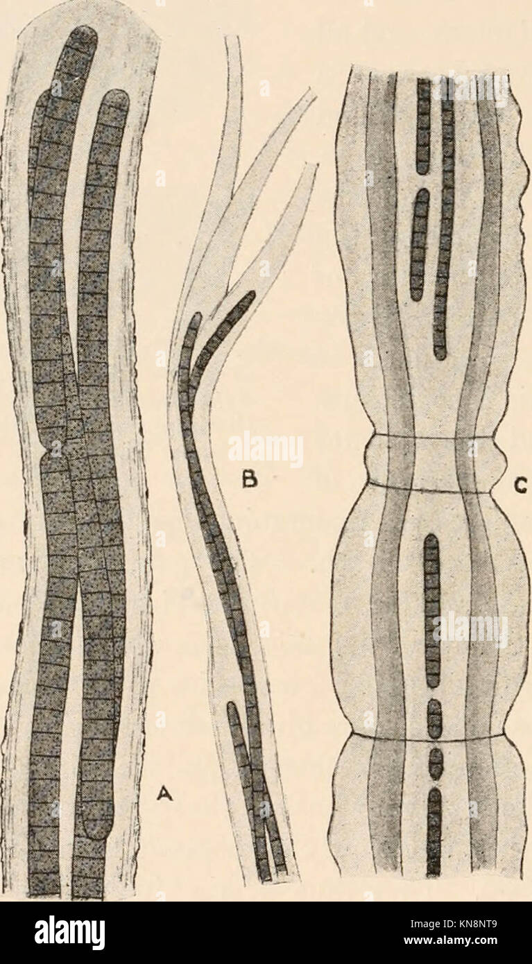"Algæ. Vol. I. Myxophyceæ, Peridinieæ, Bacillarieæ, Chlorophyceæ ...