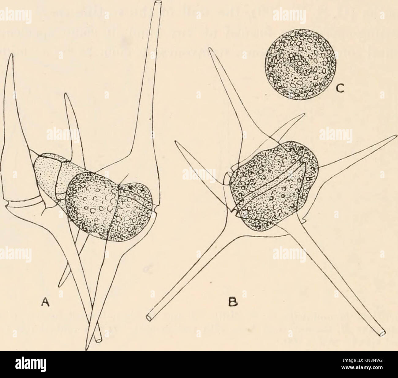 "Algæ. Vol. I. Myxophyceæ, Peridinieæ, Bacillarieæ, Chlorophyceæ ...