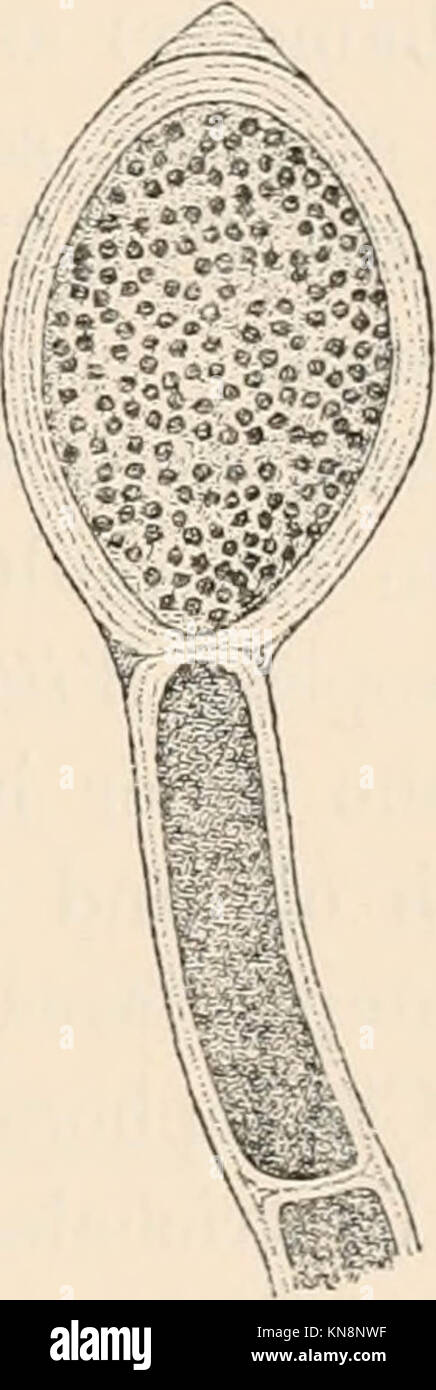 "Algæ. Vol. I. Myxophyceæ, Peridinieæ, Bacillarieæ, Chlorophyceæ ...
