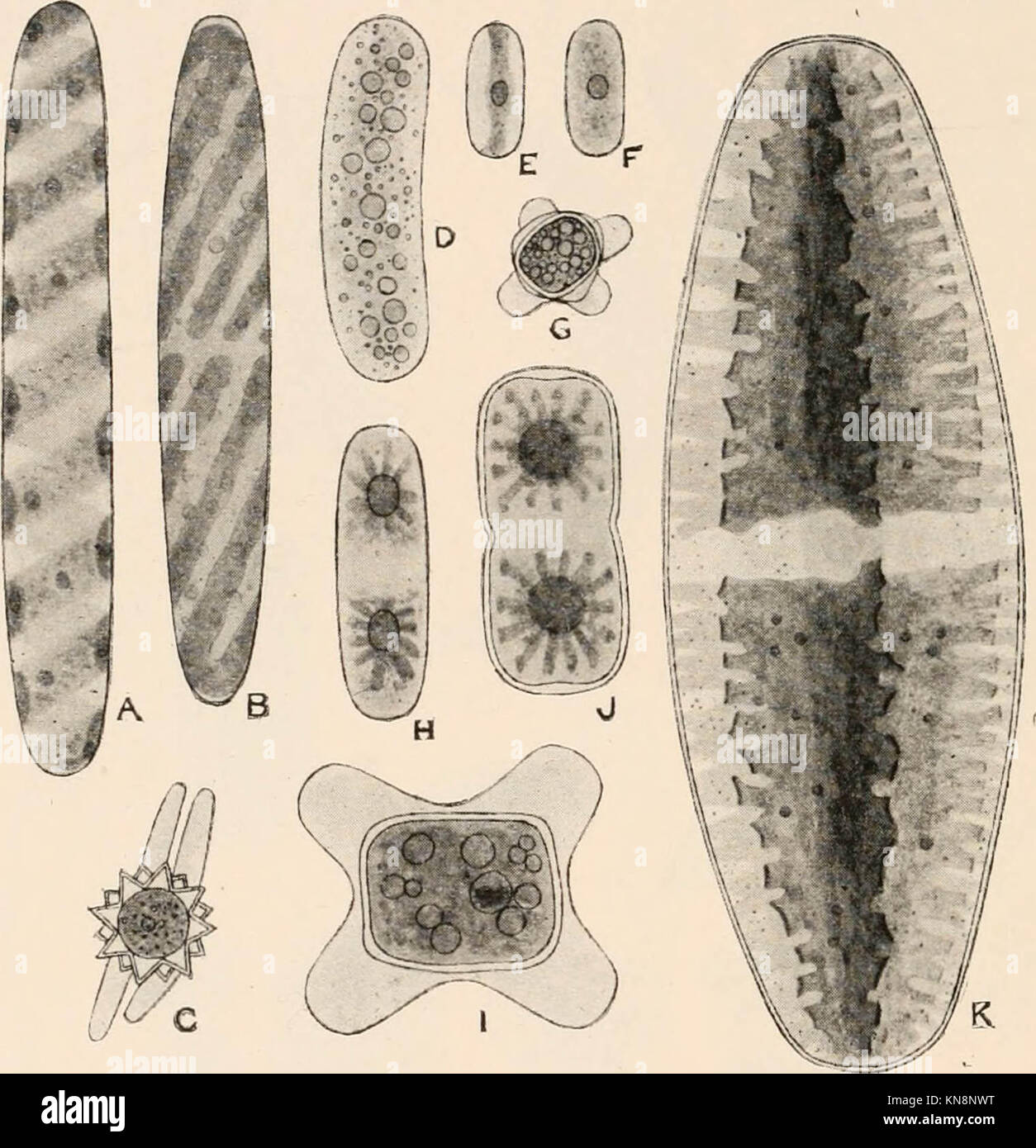 "Algæ. Vol. I. Myxophyceæ, Peridinieæ, Bacillarieæ, Chlorophyceæ ...