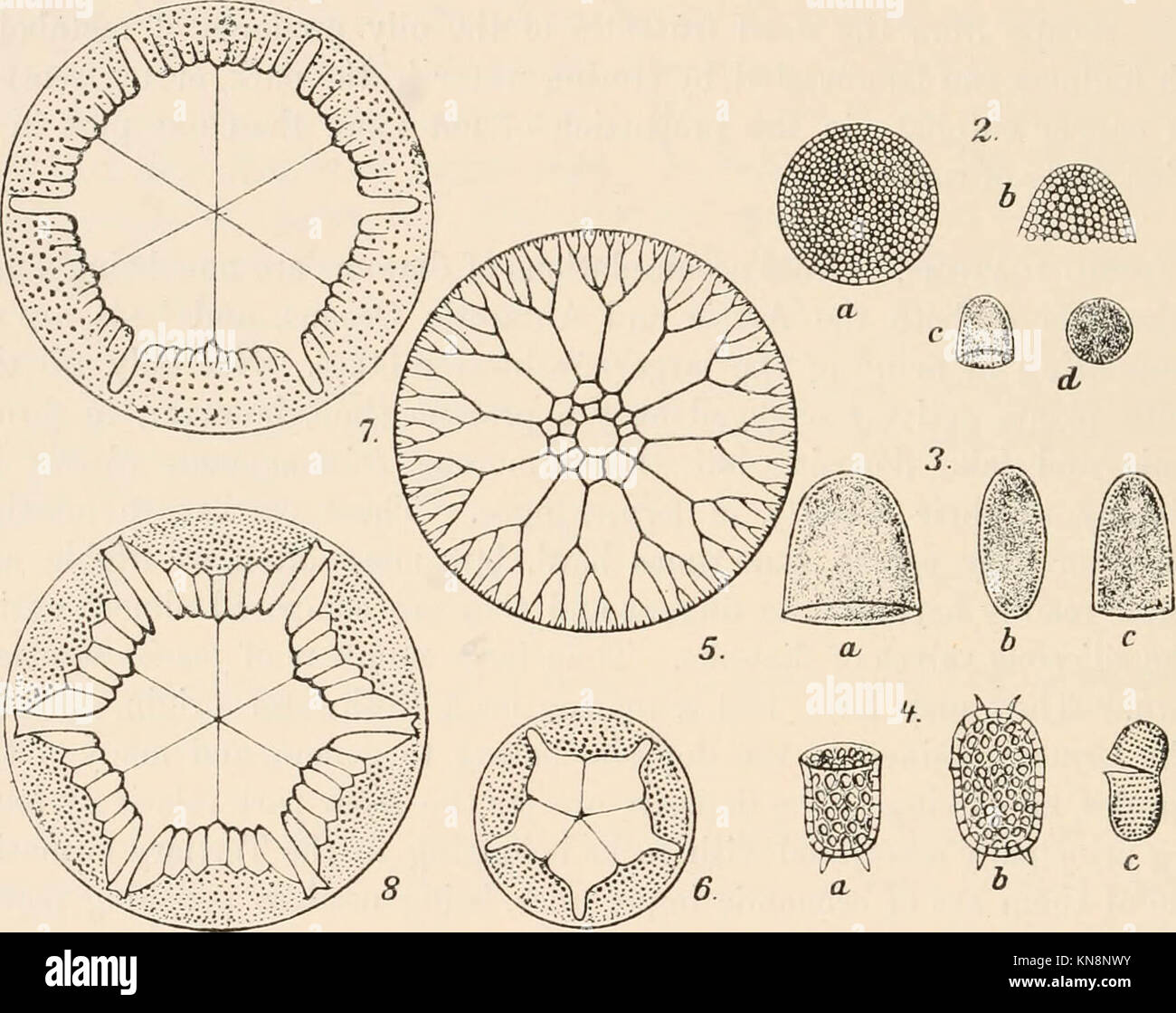 "Algæ. Vol. I. Myxophyceæ, Peridinieæ, Bacillarieæ, Chlorophyceæ ...