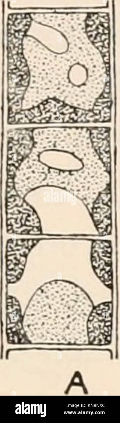 "Algæ. Vol. I. Myxophyceæ, Peridinieæ, Bacillarieæ, Chlorophyceæ ...