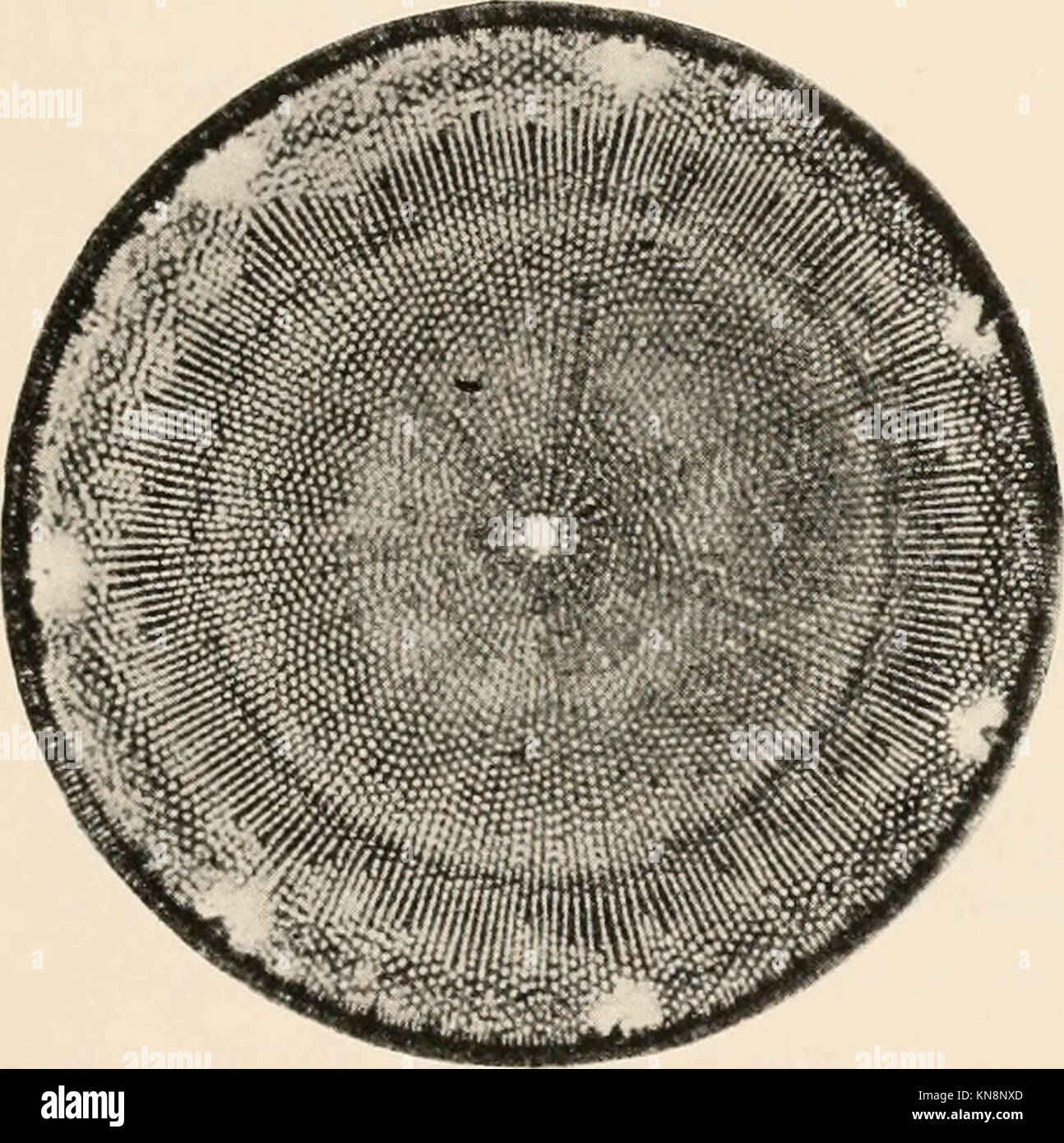 "Algæ. Vol. I. Myxophyceæ, Peridinieæ, Bacillarieæ, Chlorophyceæ ...
