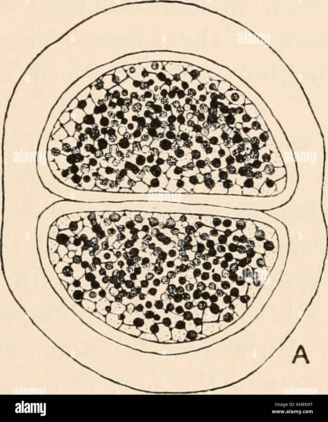 "Algæ. Vol. I. Myxophyceæ, Peridinieæ, Bacillarieæ, Chlorophyceæ ...