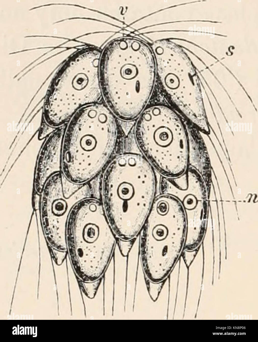 "Algæ. Vol. I. Myxophyceæ, Peridinieæ, Bacillarieæ, Chlorophyceæ ...