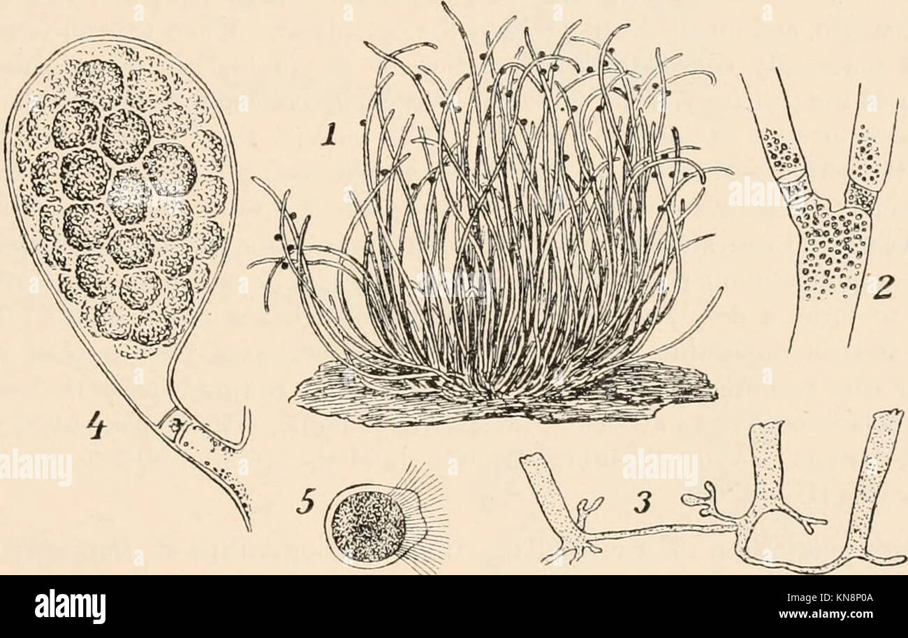 "Algæ. Vol. I. Myxophyceæ, Peridinieæ, Bacillarieæ, Chlorophyceæ ...