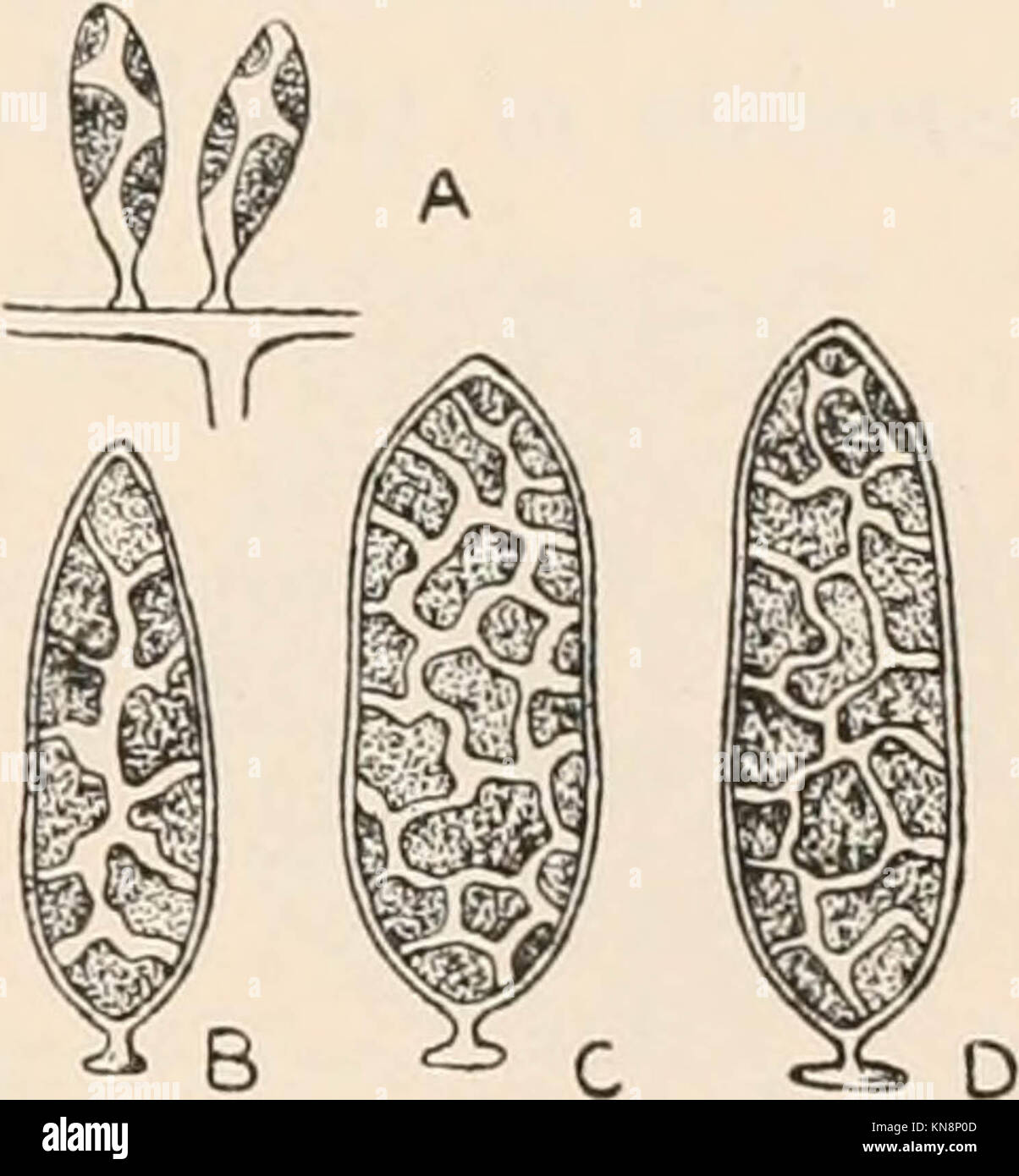 "Algæ. Vol. I. Myxophyceæ, Peridinieæ, Bacillarieæ, Chlorophyceæ ...