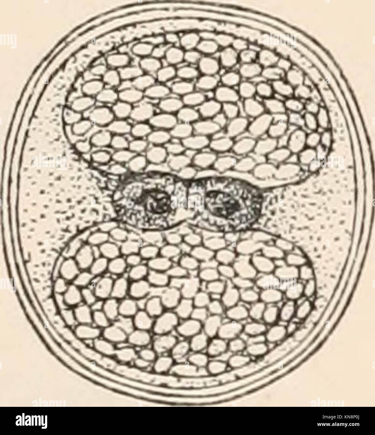 "Algæ. Vol. I. Myxophyceæ, Peridinieæ, Bacillarieæ, Chlorophyceæ ...
