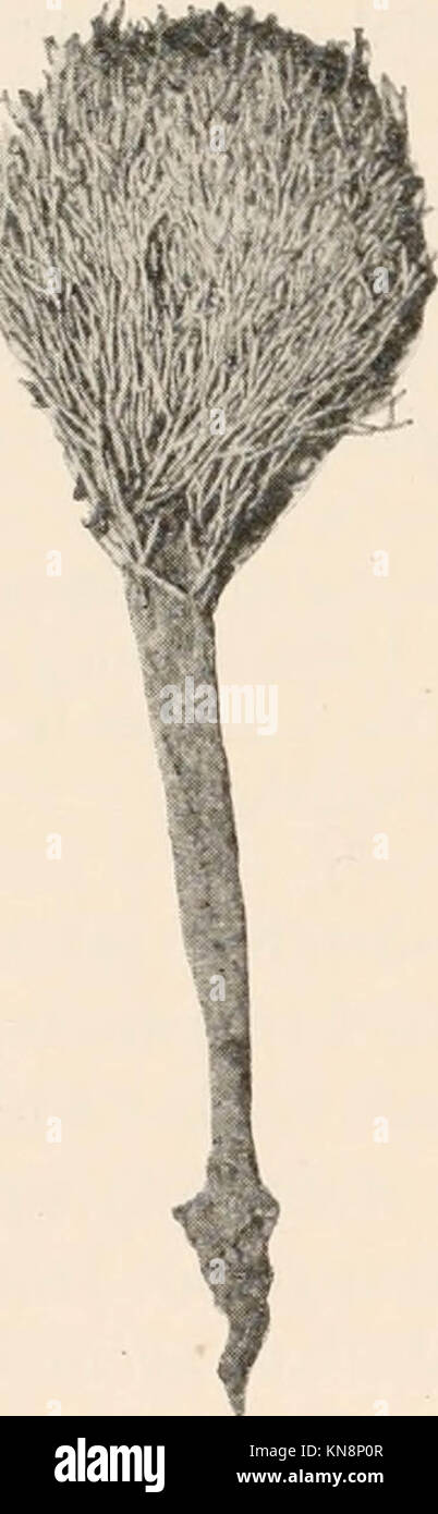 "Algæ. Vol. I. Myxophyceæ, Peridinieæ, Bacillarieæ, Chlorophyceæ ...