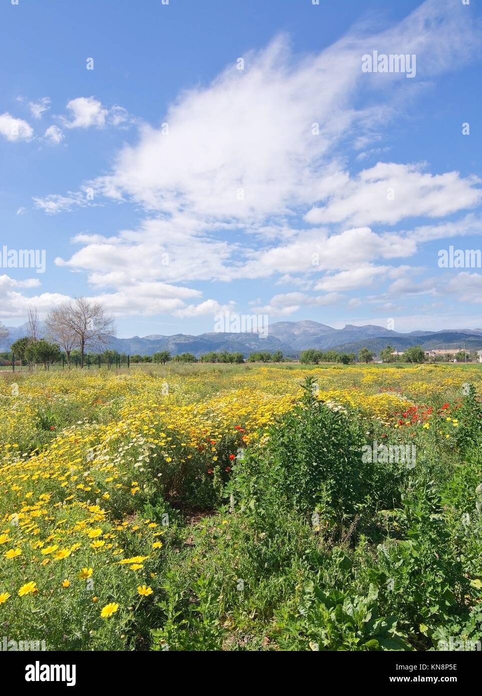 Green and yellow landscape hi-res stock photography and images - Alamy