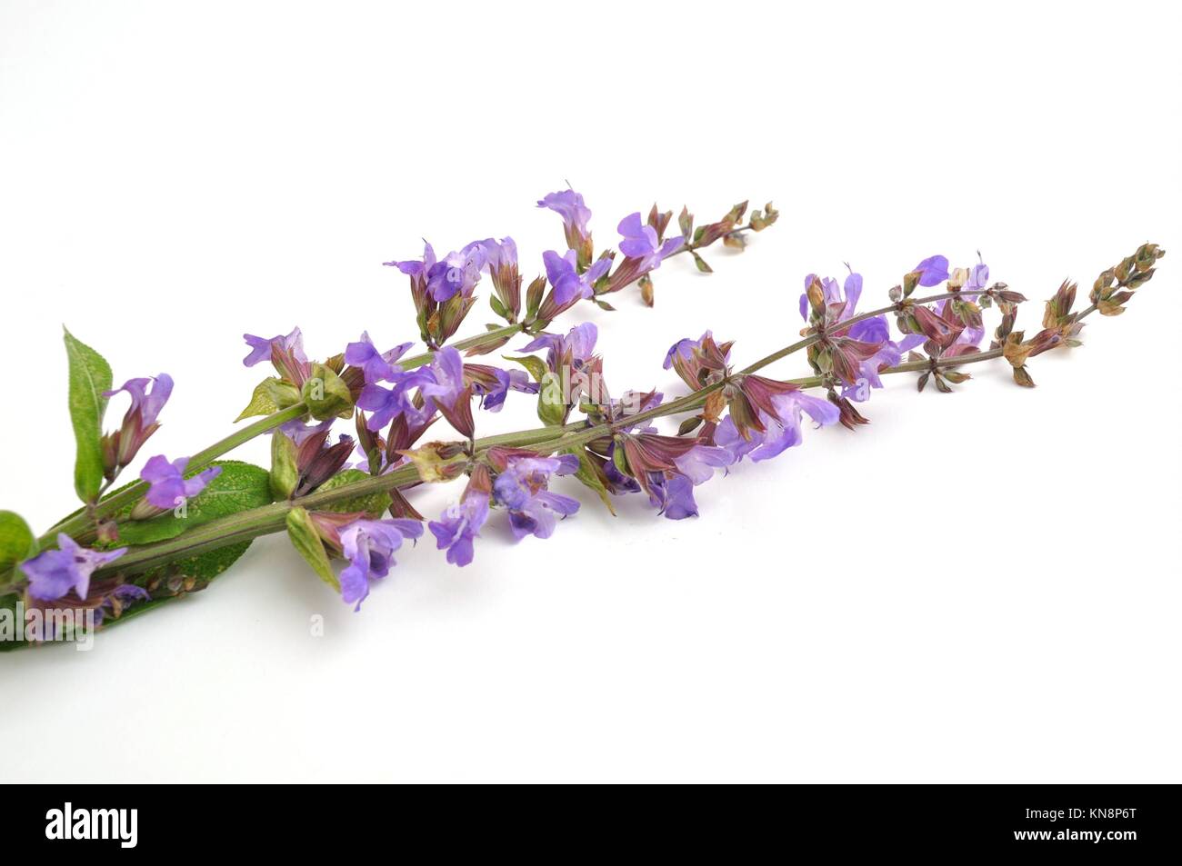Sage grass hi-res stock photography and images - Alamy