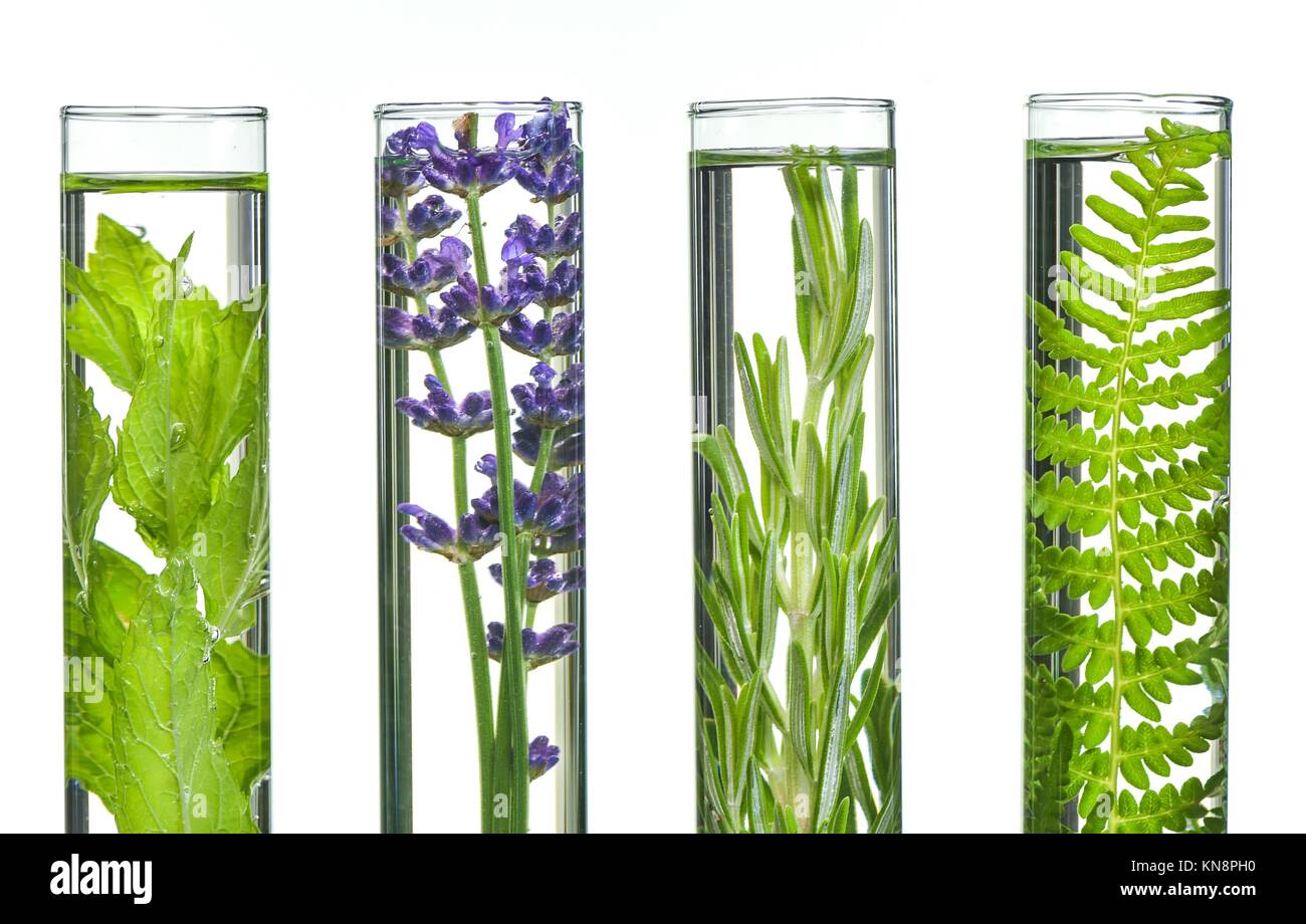 Fern Test High Resolution Stock Photography and Images - Alamy