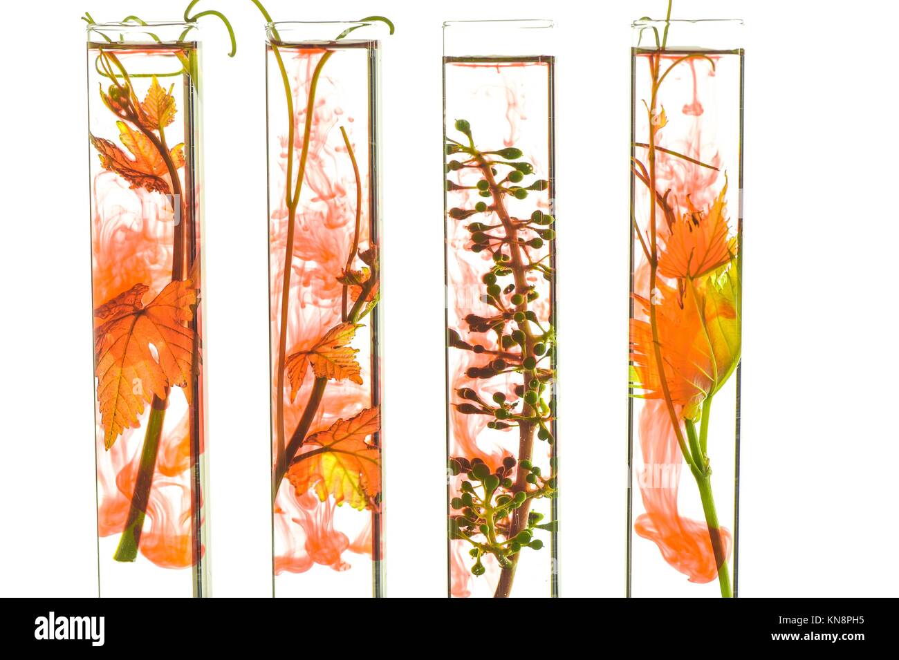 Oenology, young vine shoots in red test tubes, Research Laboratory ...