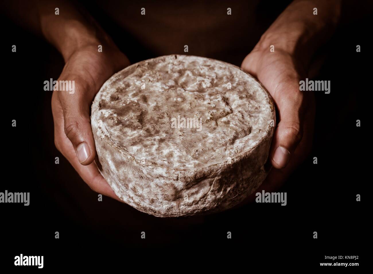 French tomme cheese in the hands of a cheesemaker, Studio shoot Stock ...